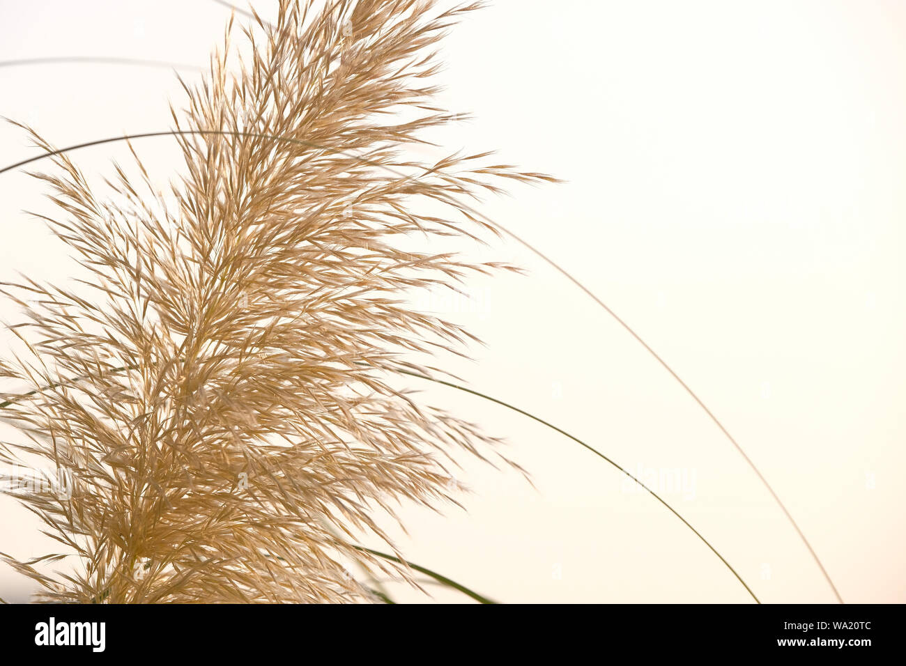 Reed bending hi-res stock photography and images - Alamy