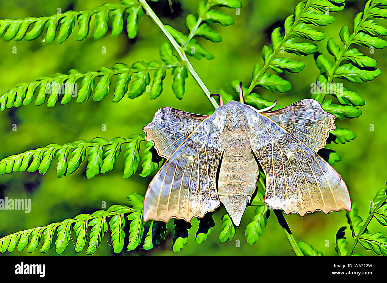 Poplar hawk moth female Stock Photo - Alamy