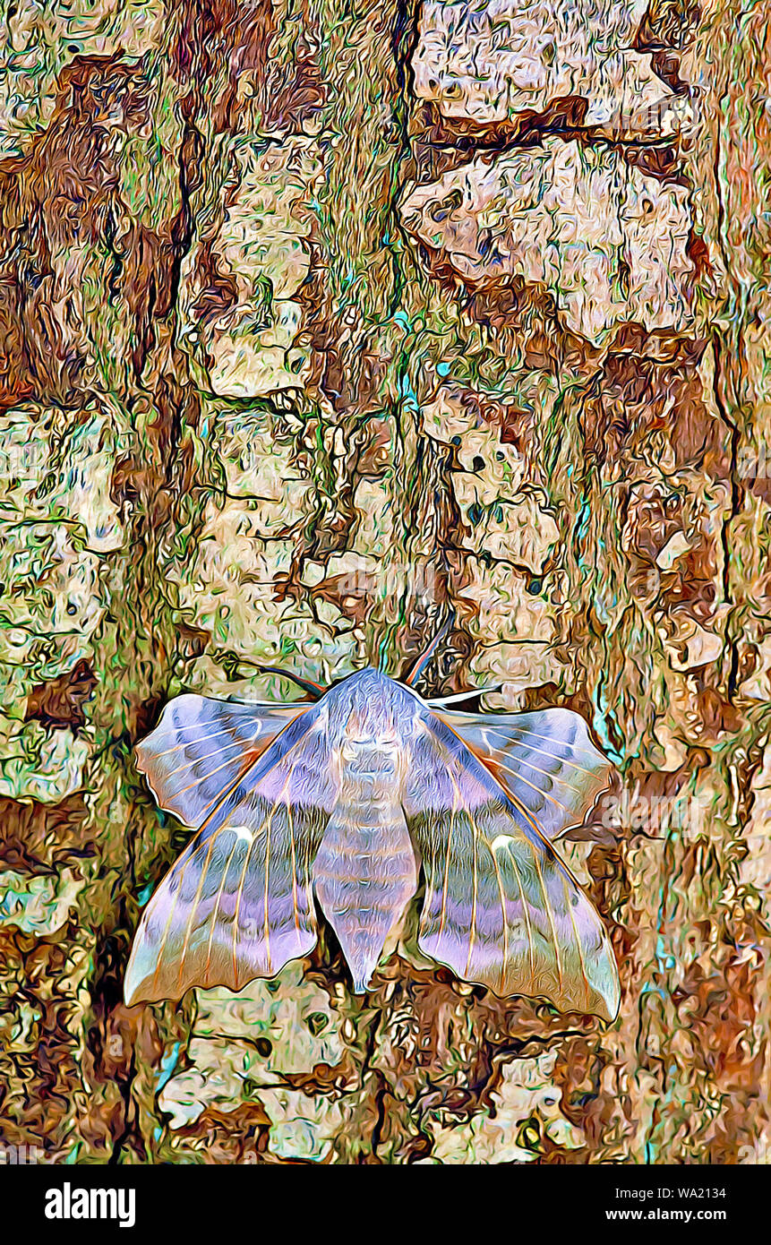 Poplar hawk moth female Stock Photo - Alamy