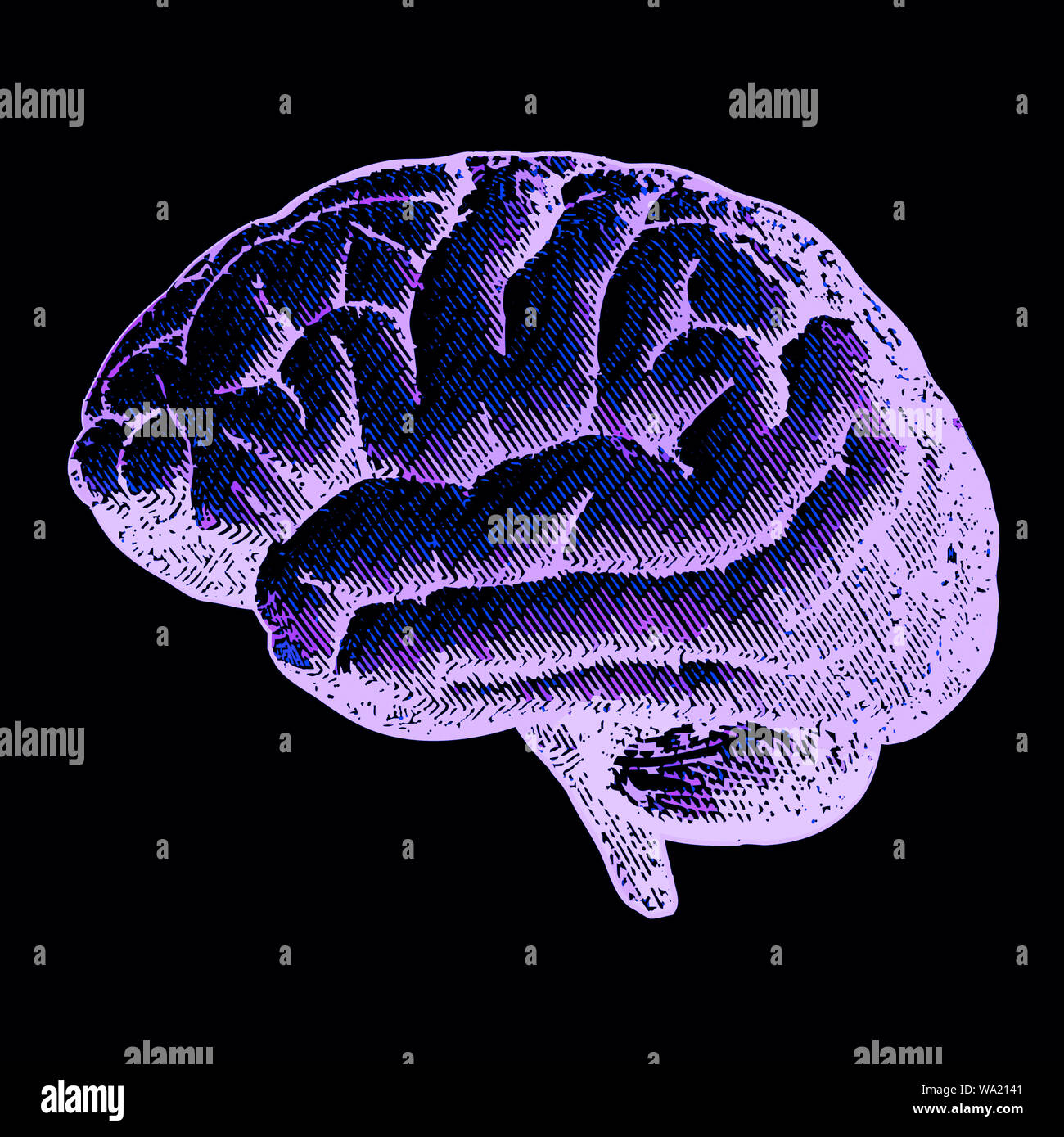 Brain vector drawing hi-res stock photography and images - Alamy