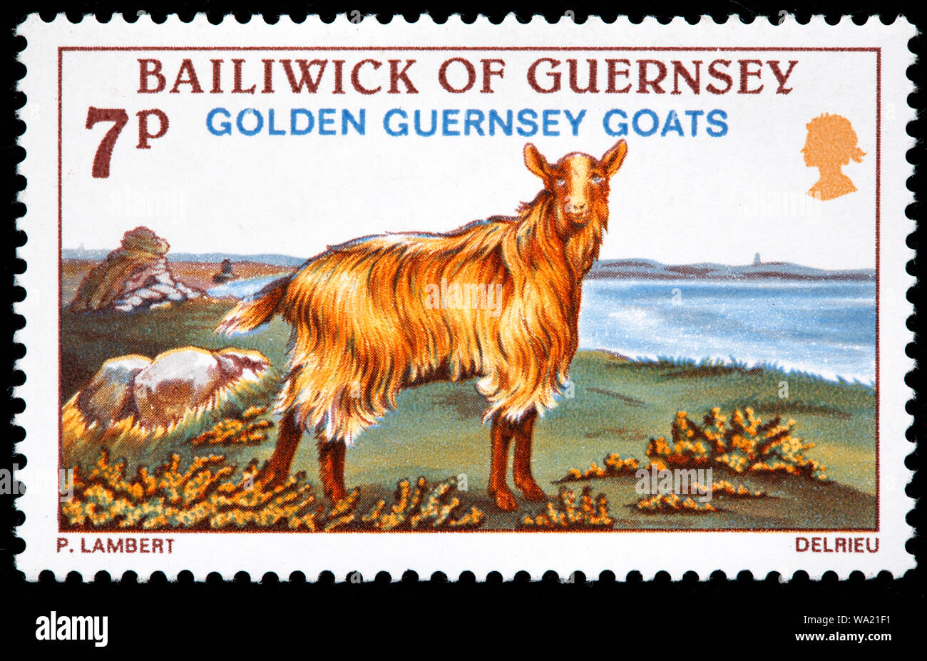 Golden guernsey goat hi-res stock photography and images - Alamy