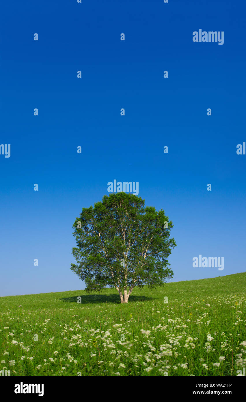 The dam of a tree Stock Photo - Alamy