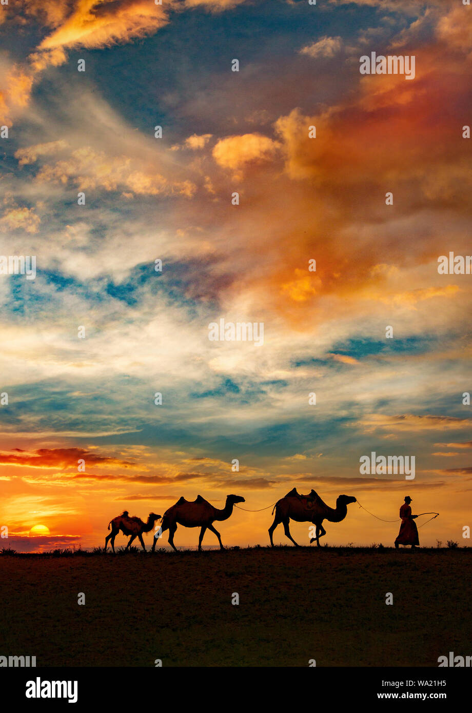 Camel with setting sun hi-res stock photography and images - Alamy