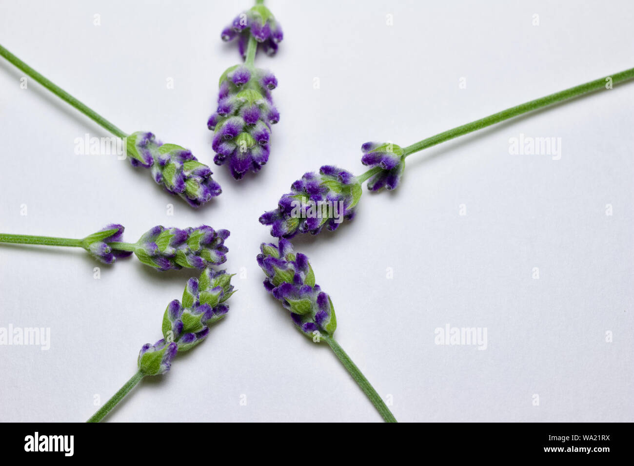 Macro abstract view of isolated English lavender herb stems in budding ...