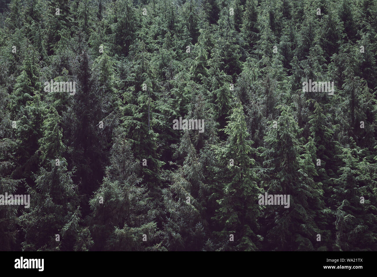 Full frame evergreen forest scene from the woodlands of the Hafod ...