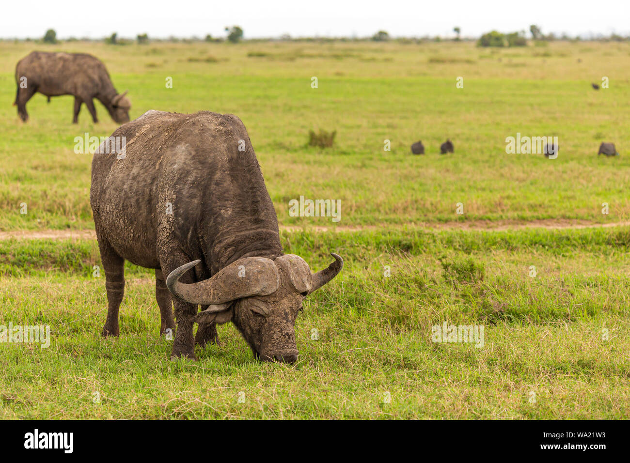 Colour photograph of grazing African Buffalo front-on, taken in Kenya ...