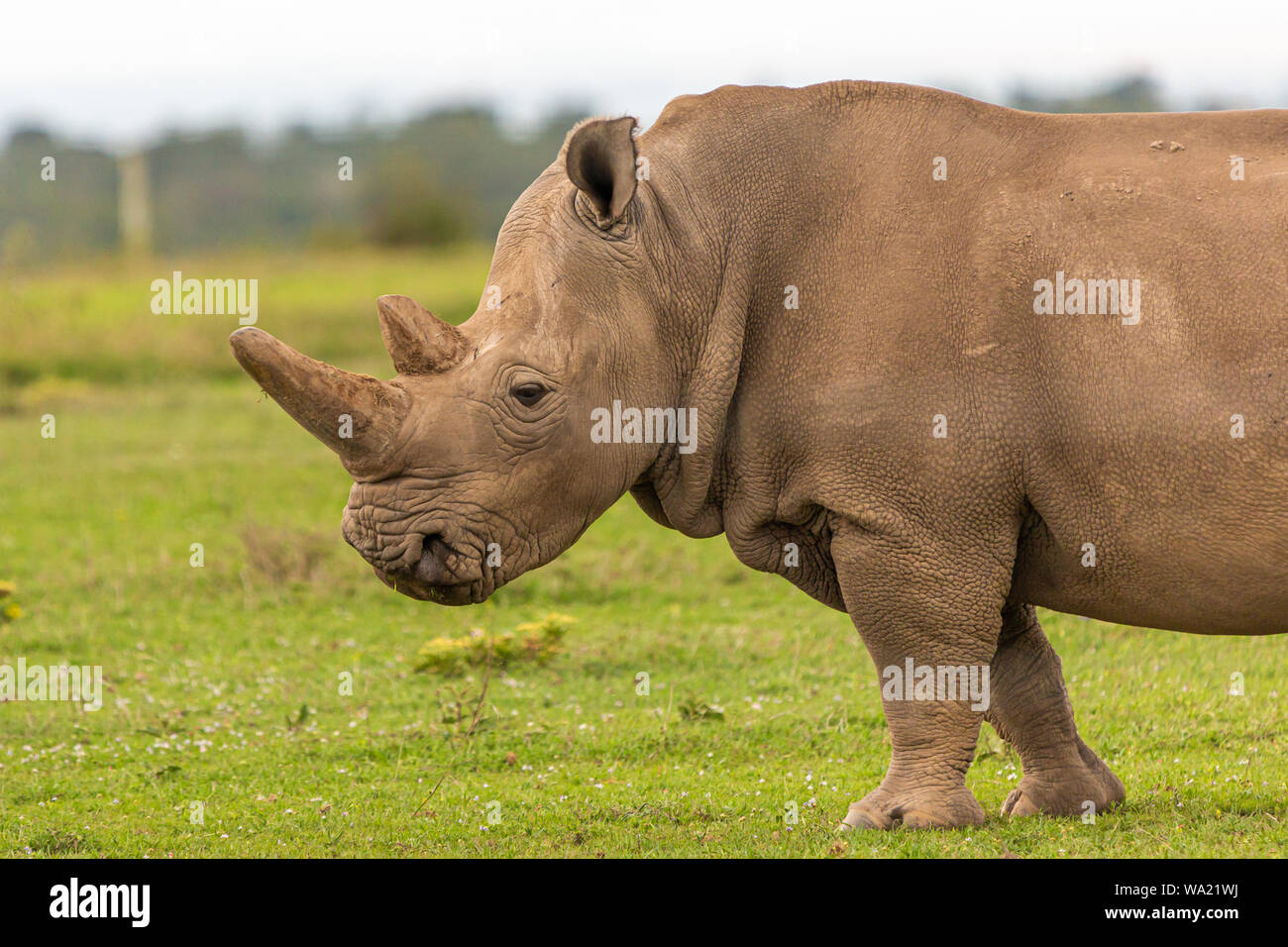 African Rhinoceros Profile