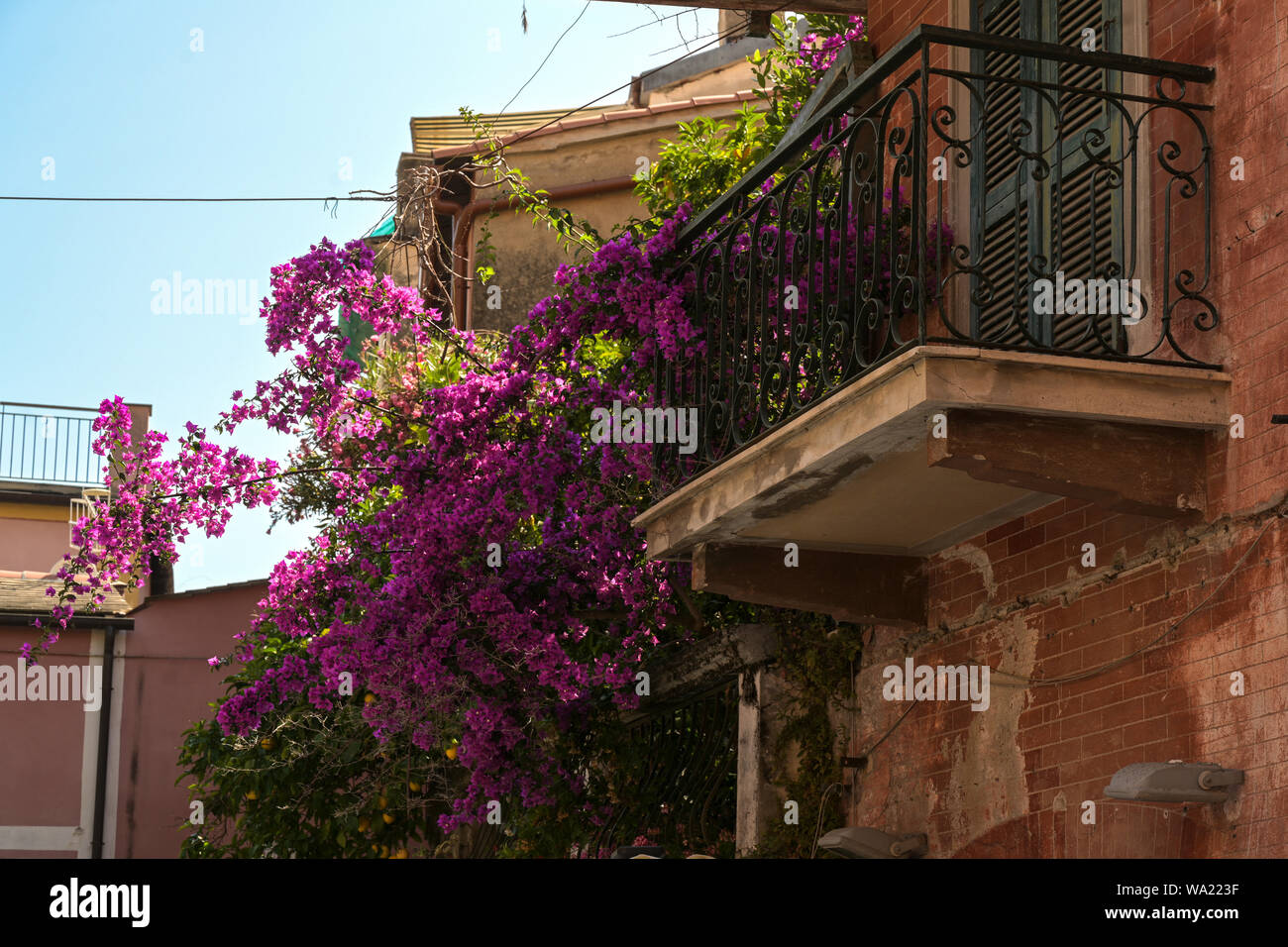 Violet climber on a balcony in an Italian old town, blue sky, selected ...