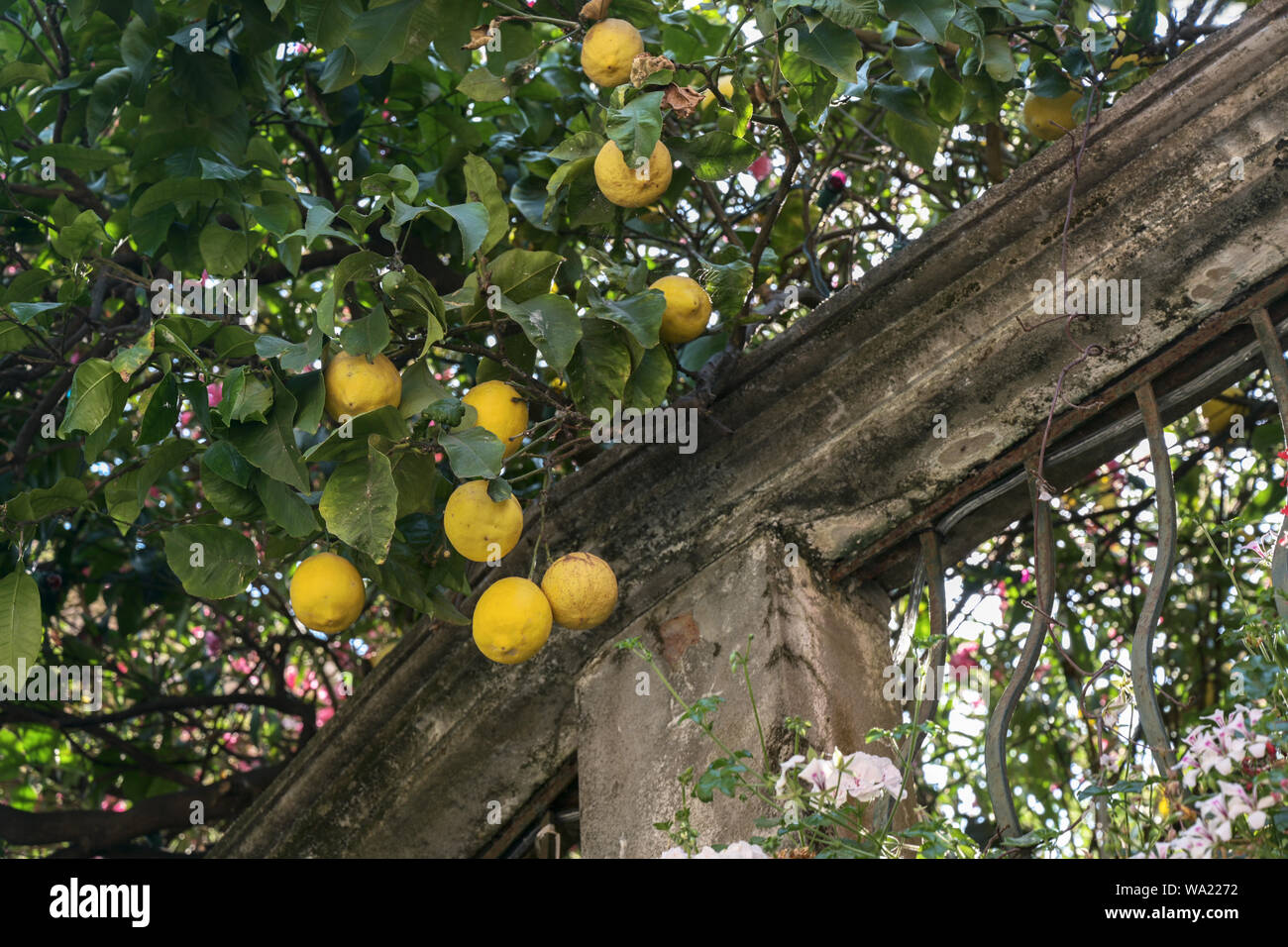 Lemon tree with fruits on an old garden wall in Monterosso, Cinque ...