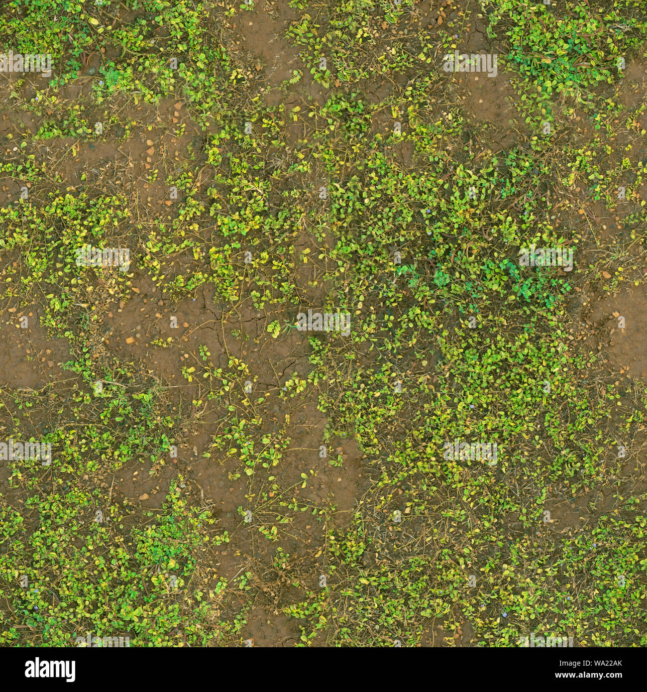 The ground is covered with green weeds of the ground cover .Texture or ...