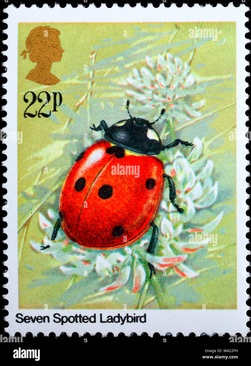 Spot the insect hi-res stock photography and images - Alamy