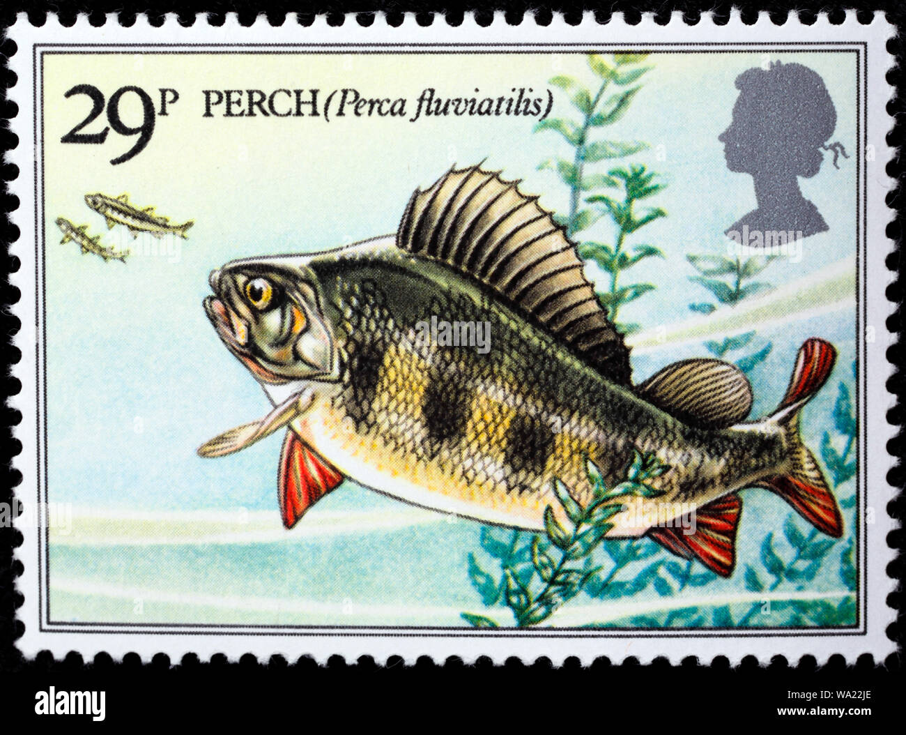 British freshwater fish hi-res stock photography and images - Alamy