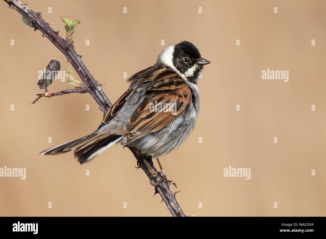 Male Reed Bunting perch on a thorny branch Stock Photo - Alamy