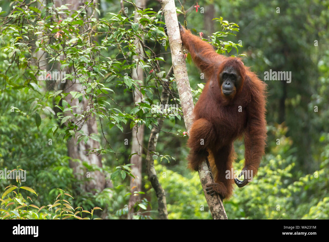 Orangutan in Tanjung Puting National Park, Borneo Stock Photo - Alamy