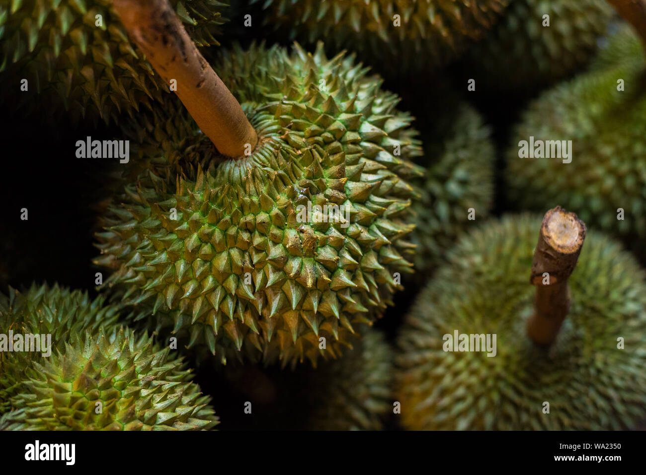 Durian fruit, a close-up with a beautiful blurry background (shallow ...