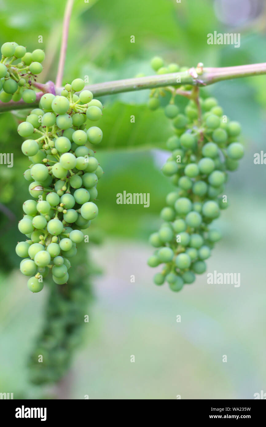 ripening grapes hanging on the vines. Harvest in the vineyard Stock ...