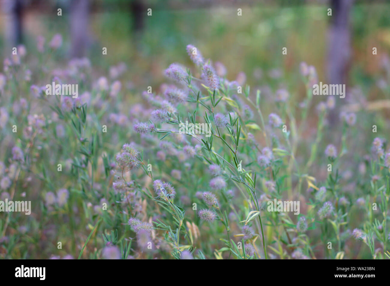 Bush of purple wildflowers. Beautiful round flowers on a wild field ...