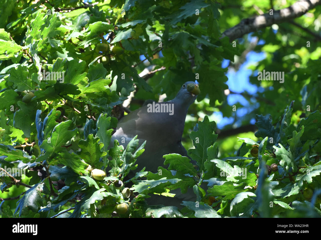Bird gizzard hi-res stock photography and images - Alamy