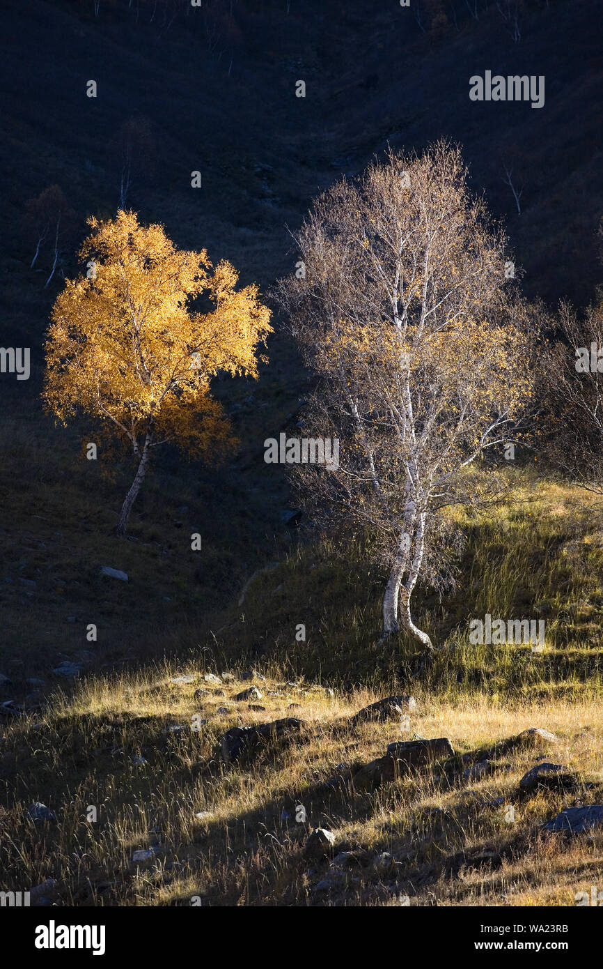 Qiu hi-res stock photography and images - Alamy