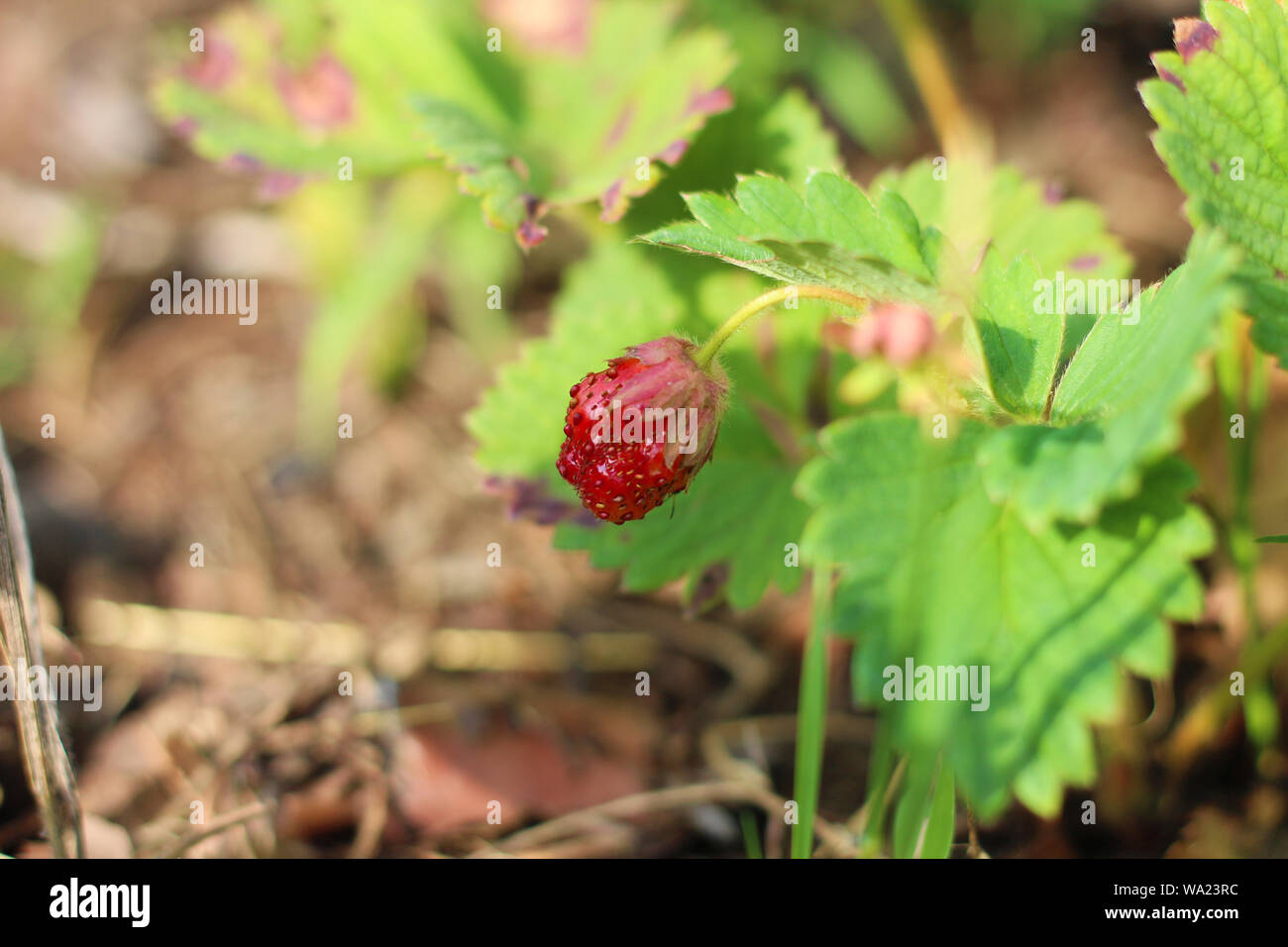 wild red strawberries growing in the forest Stock Photo - Alamy