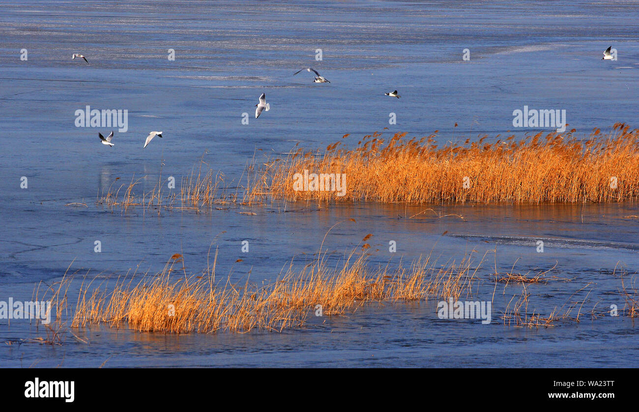 Freezing birds hi-res stock photography and images - Alamy