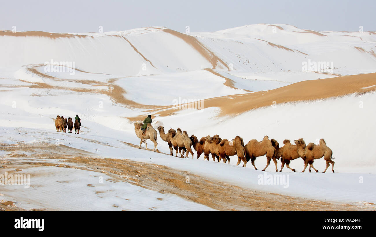 The desert camel Stock Photo - Alamy