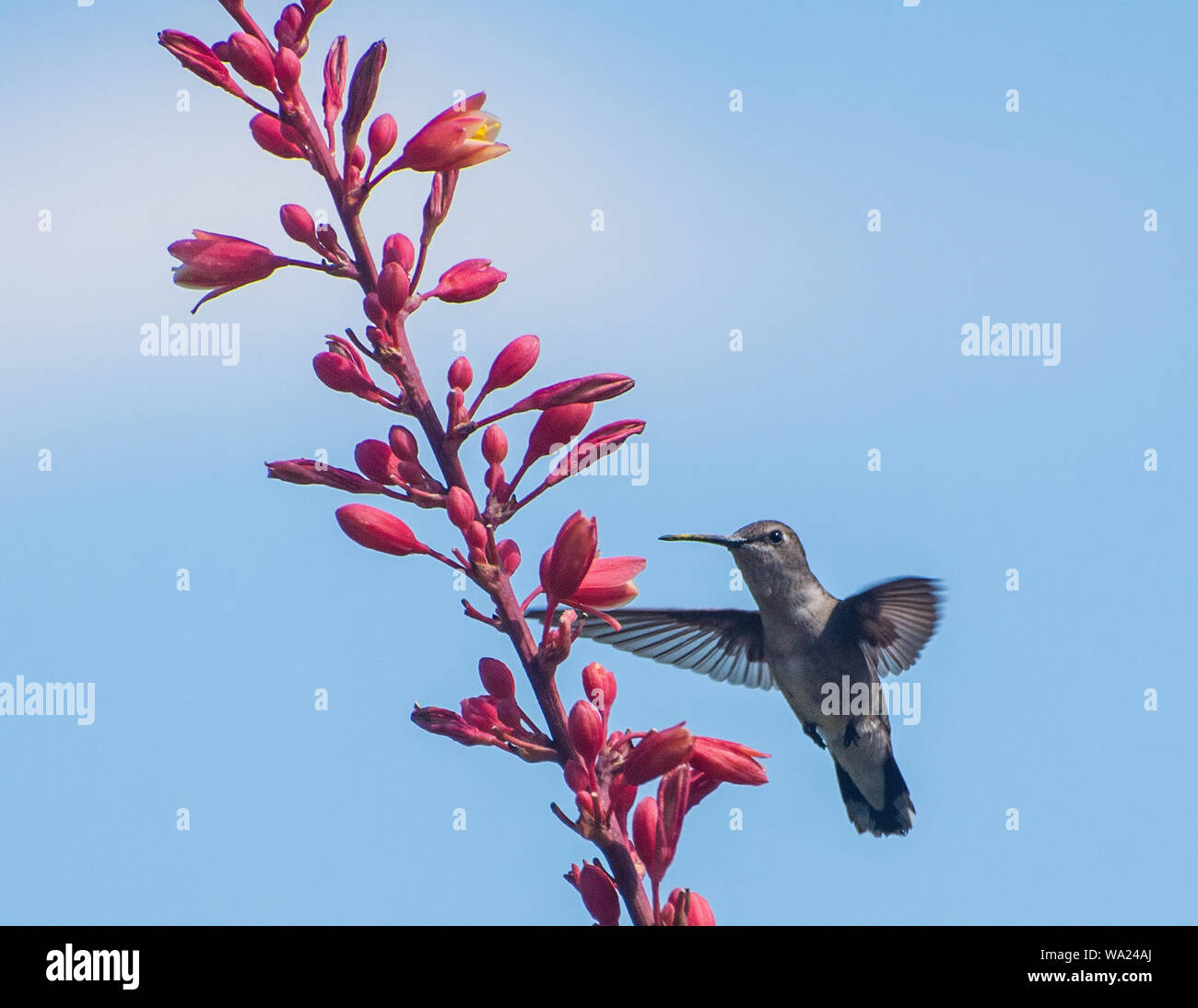 Hummingbird in flight Stock Photo - Alamy
