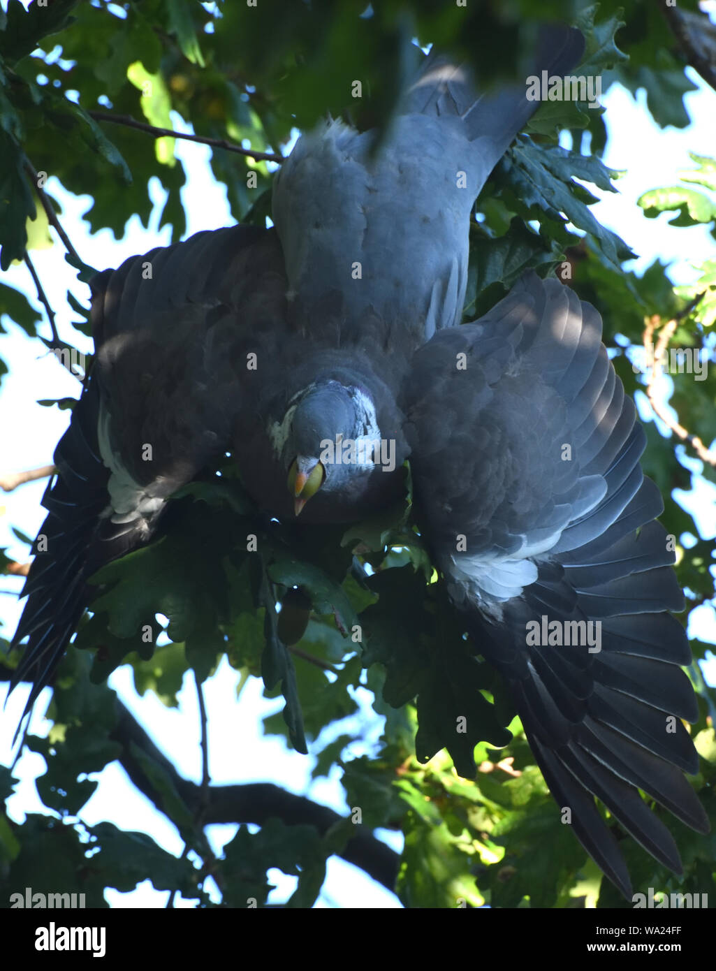 Bird gizzard hi-res stock photography and images - Alamy