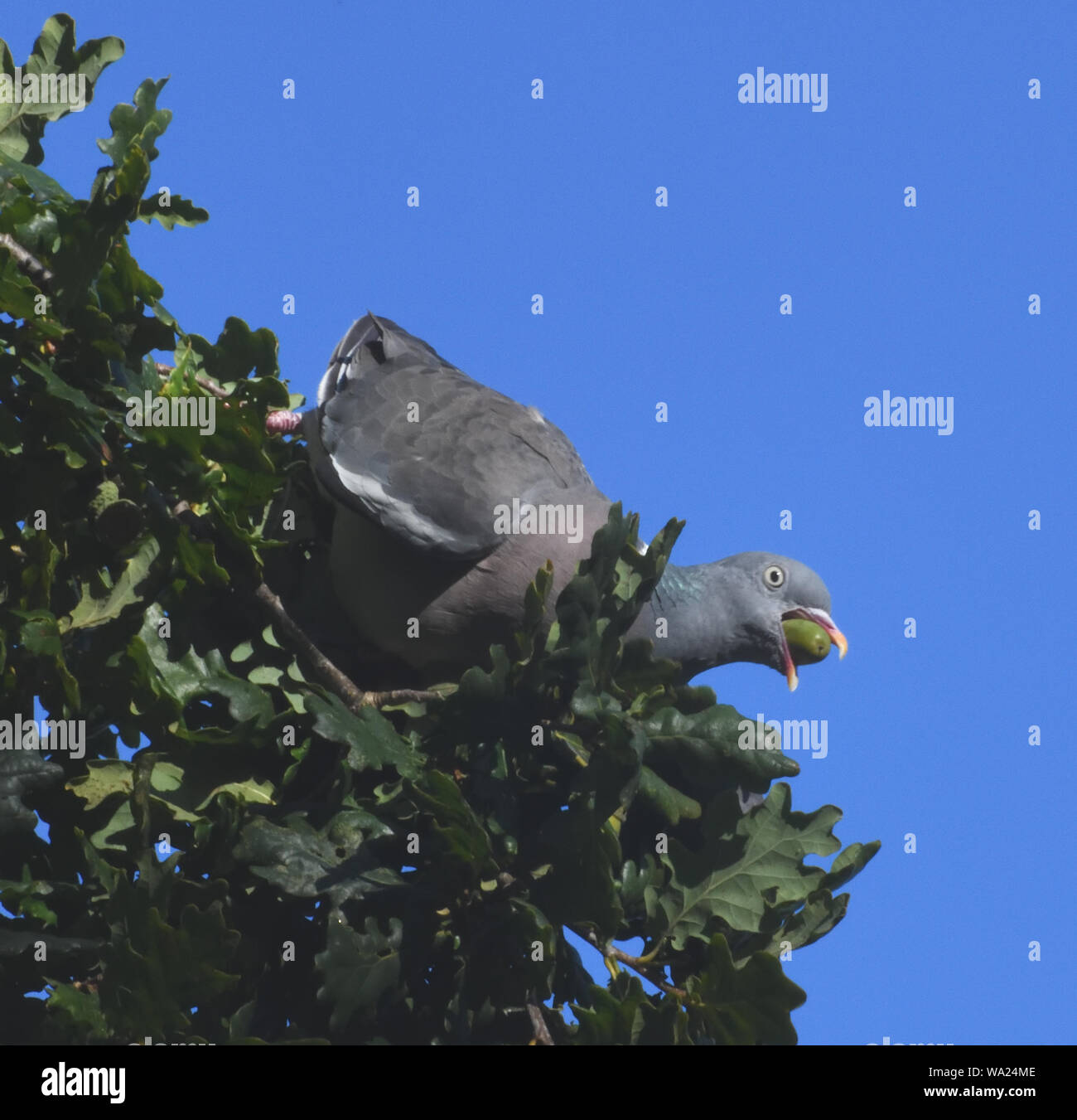 Bird gizzard hi-res stock photography and images - Alamy