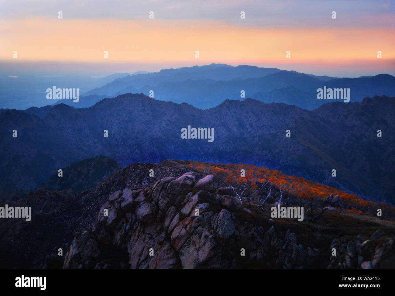 Birch back twilight Stock Photo - Alamy