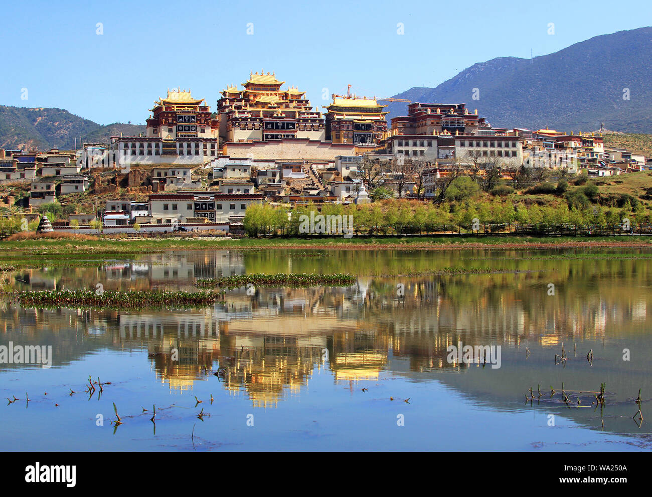 Pine great temple Lin Stock Photo - Alamy