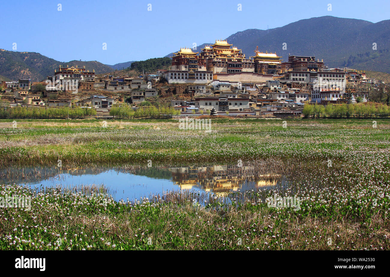 Pine forest temple hi-res stock photography and images - Alamy