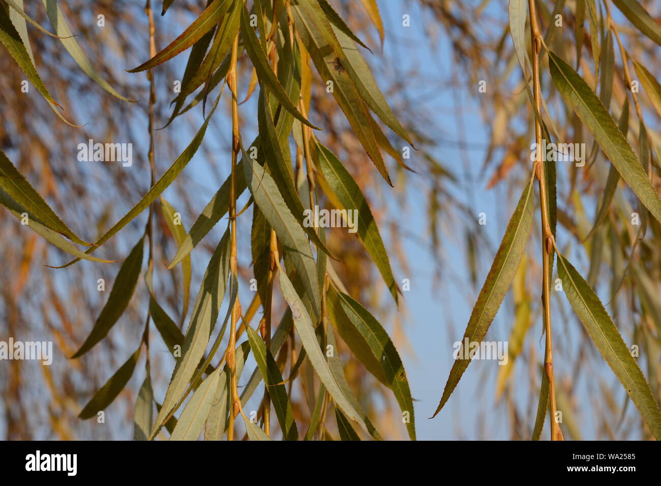 Branches of willow tree above Danube river Stock Photo - Alamy