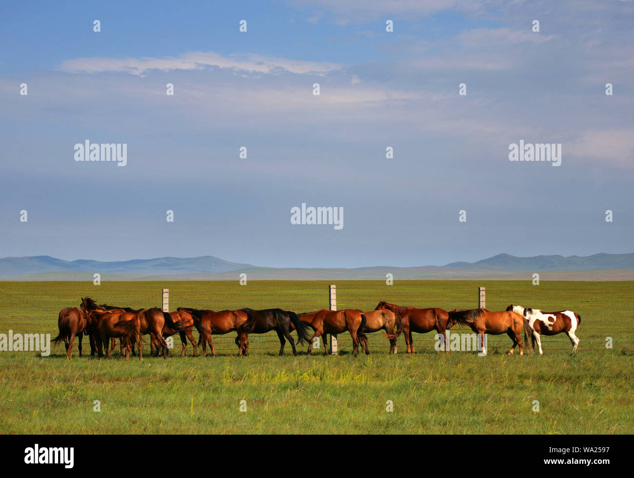 Steppe horse hi-res stock photography and images - Alamy