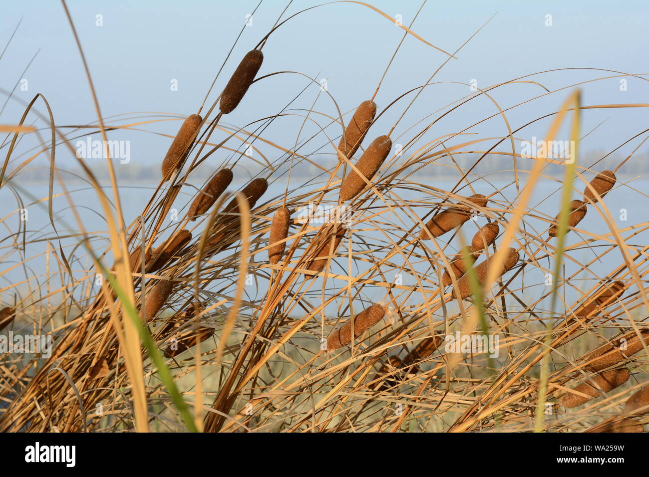 Pond plant on the shores of the Danube River. Typha latifolia Stock ...