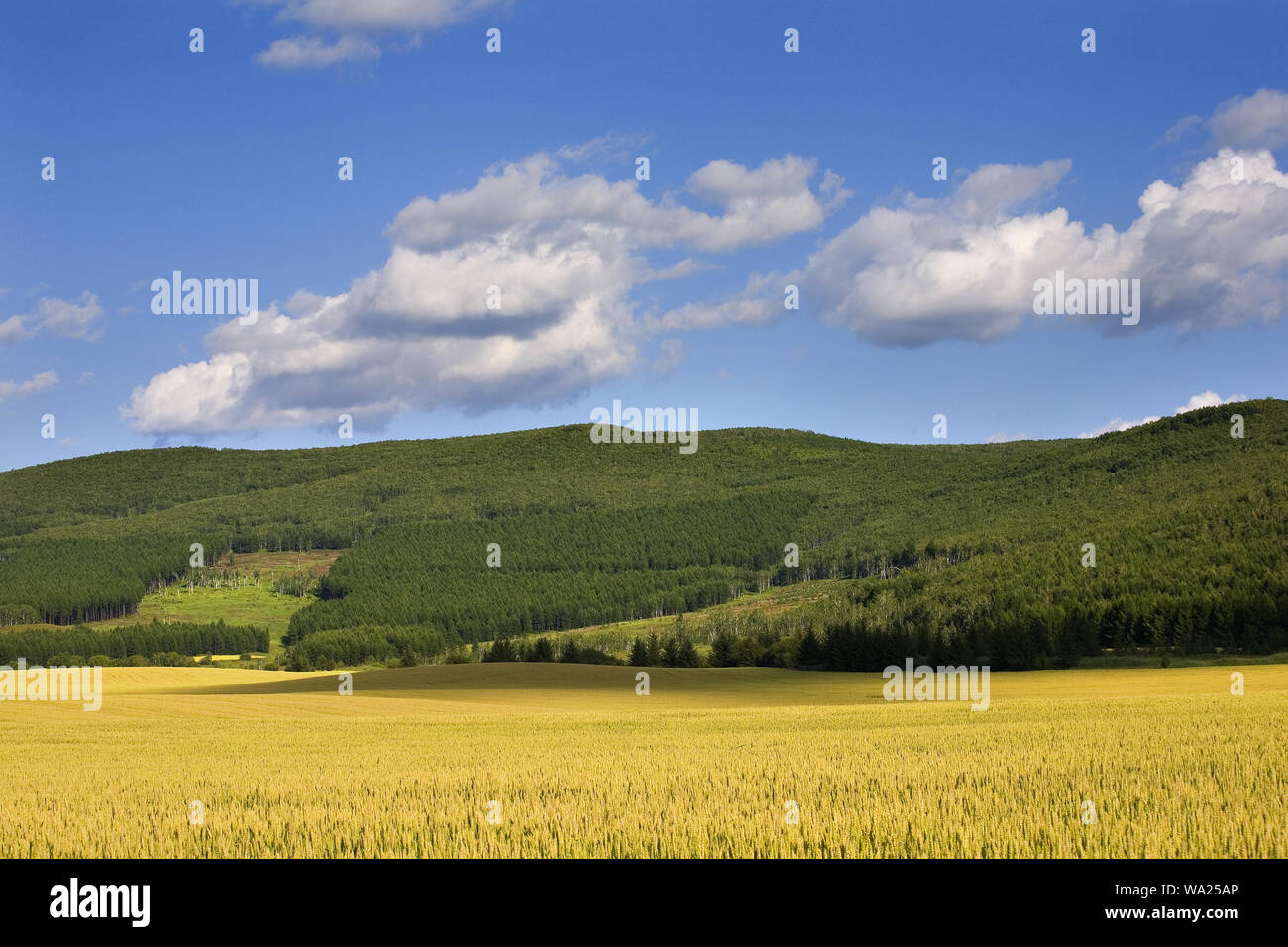 Beautiful pastoral scenery hi-res stock photography and images - Alamy