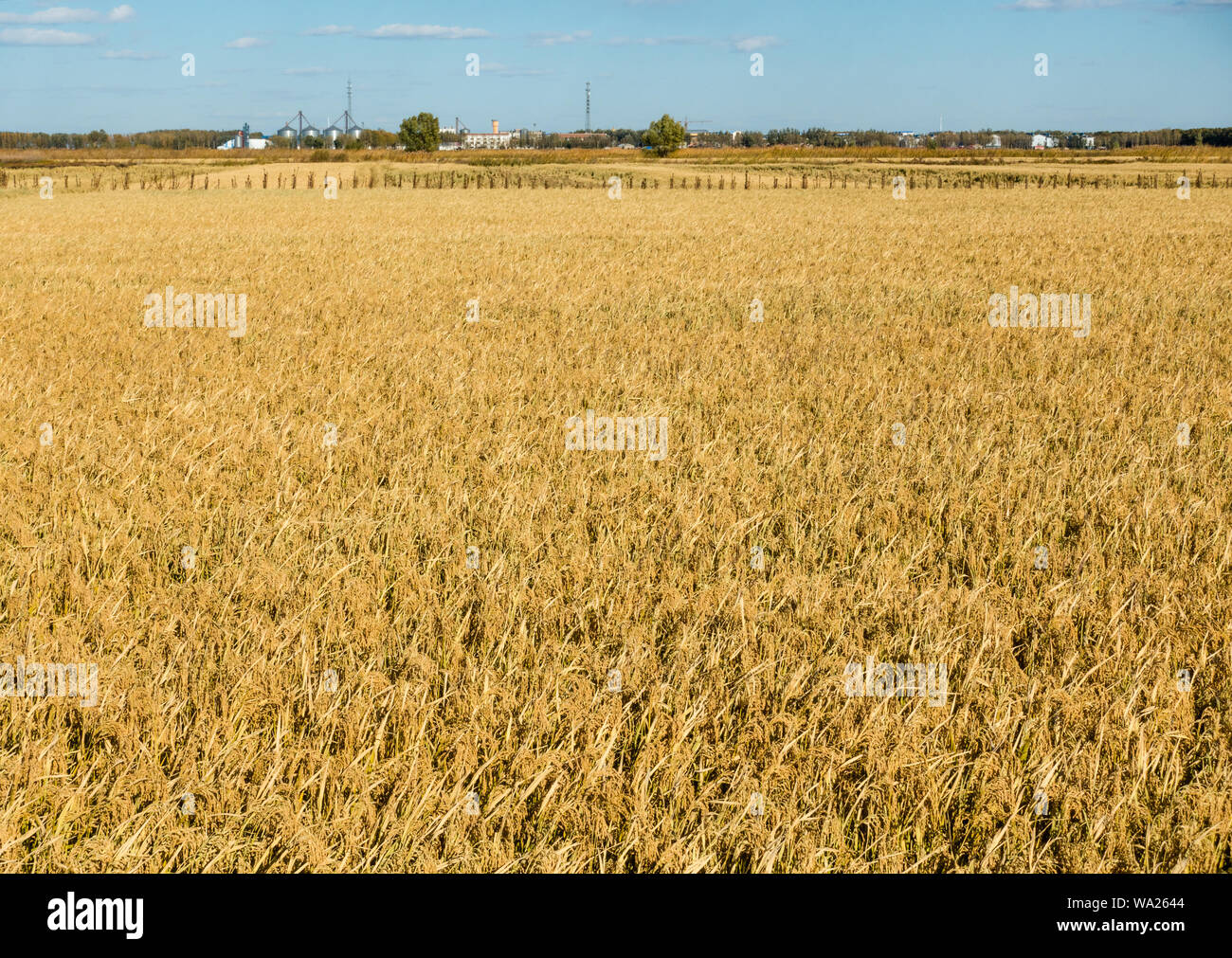 The golden rice fields Stock Photo - Alamy