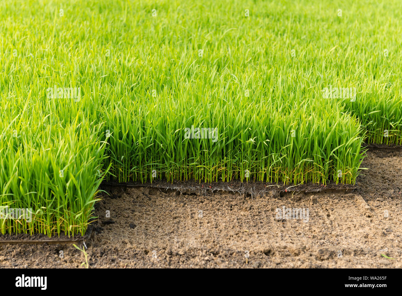 Rice plant seedling hi-res stock photography and images - Alamy