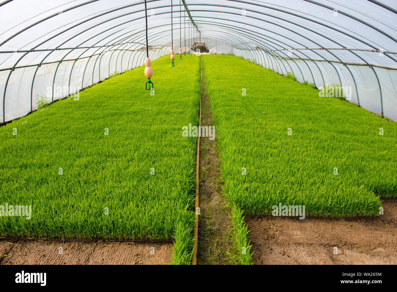 Rice seedling hi-res stock photography and images - Alamy