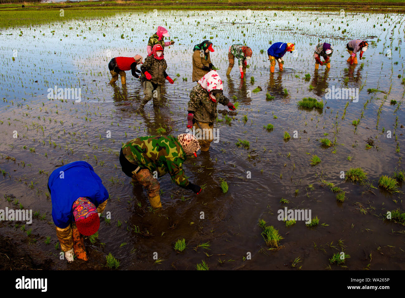 Planting grain with color hi-res stock photography and images - Alamy