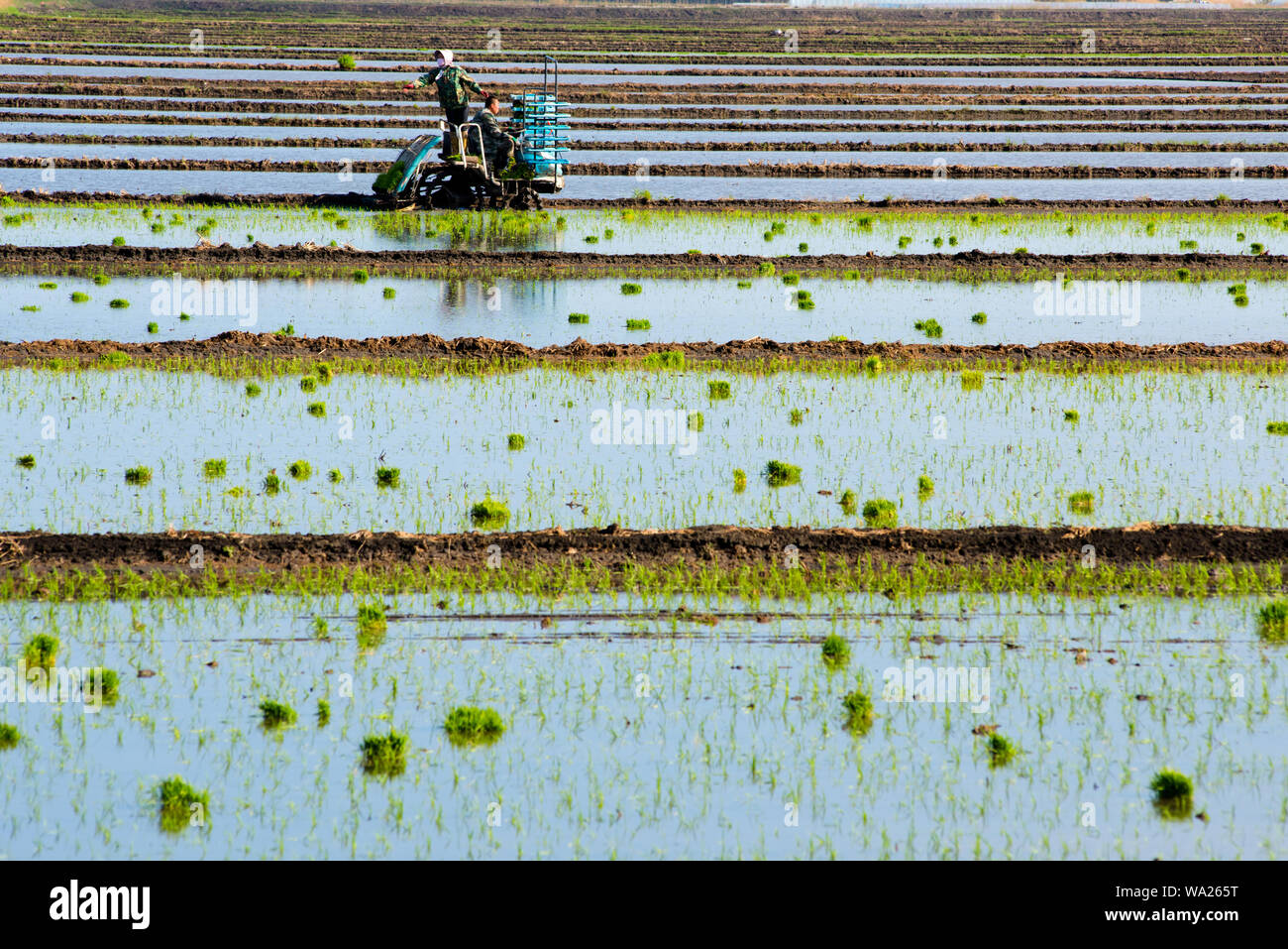 Rice paddy action hi-res stock photography and images - Alamy