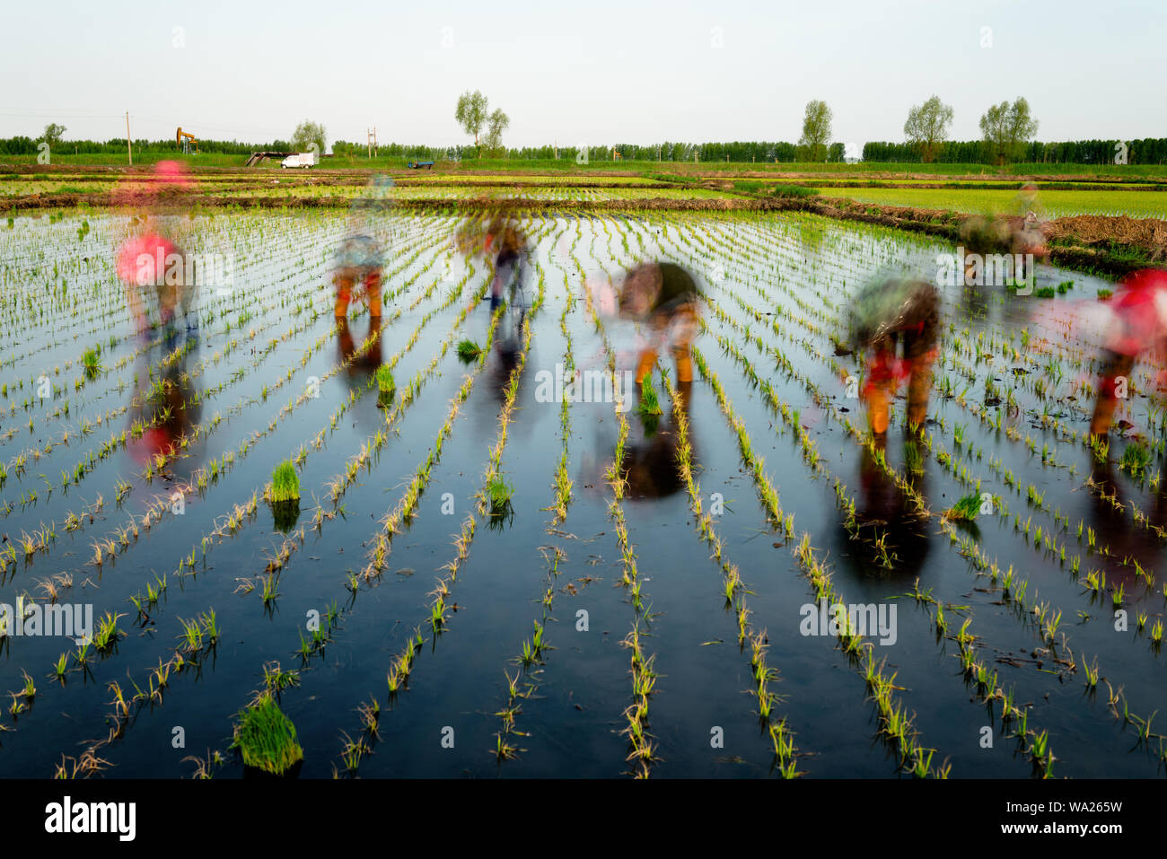 Indian women planting paddy field hi-res stock photography and images ...