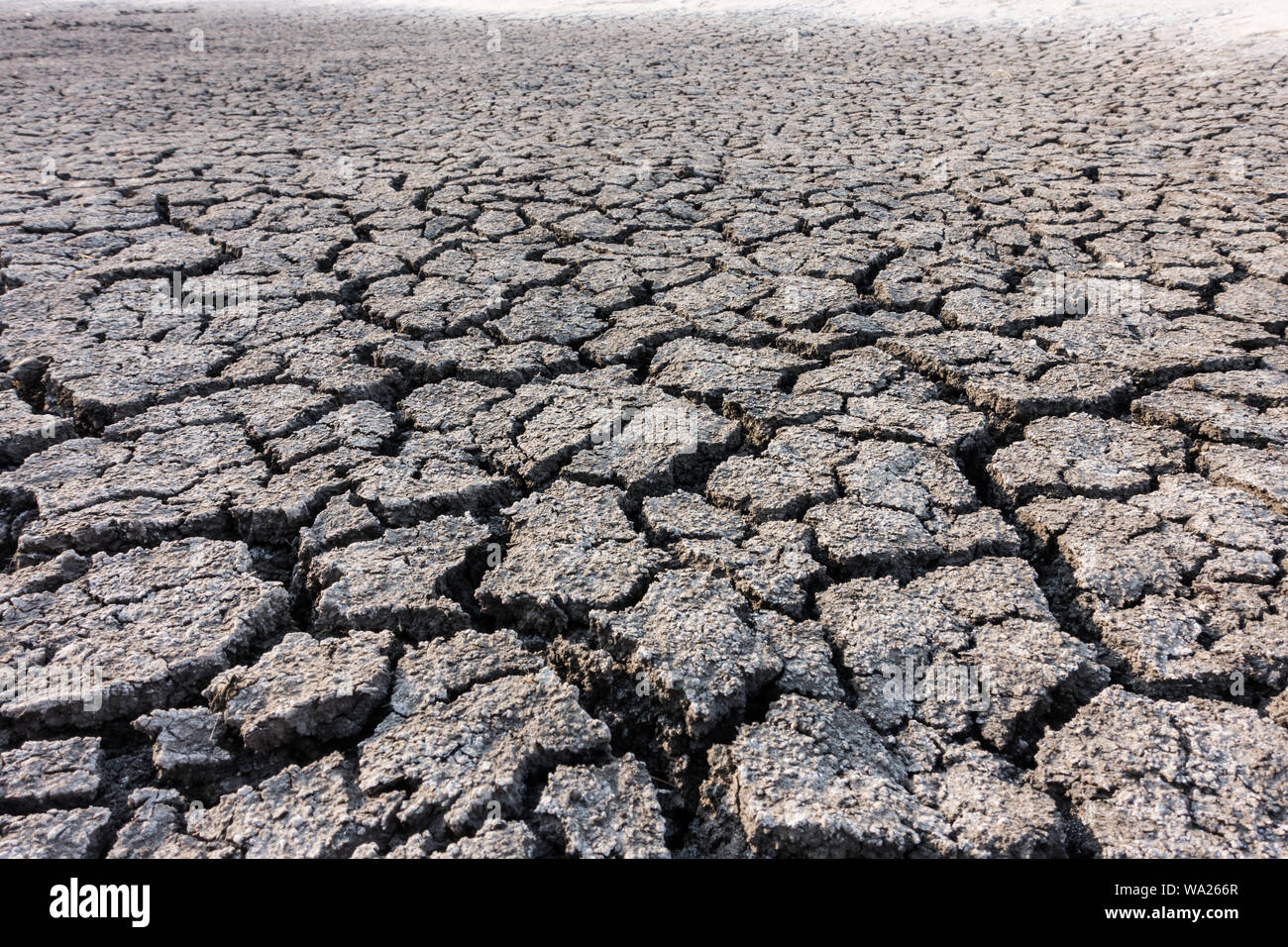 The parching drought Stock Photo - Alamy
