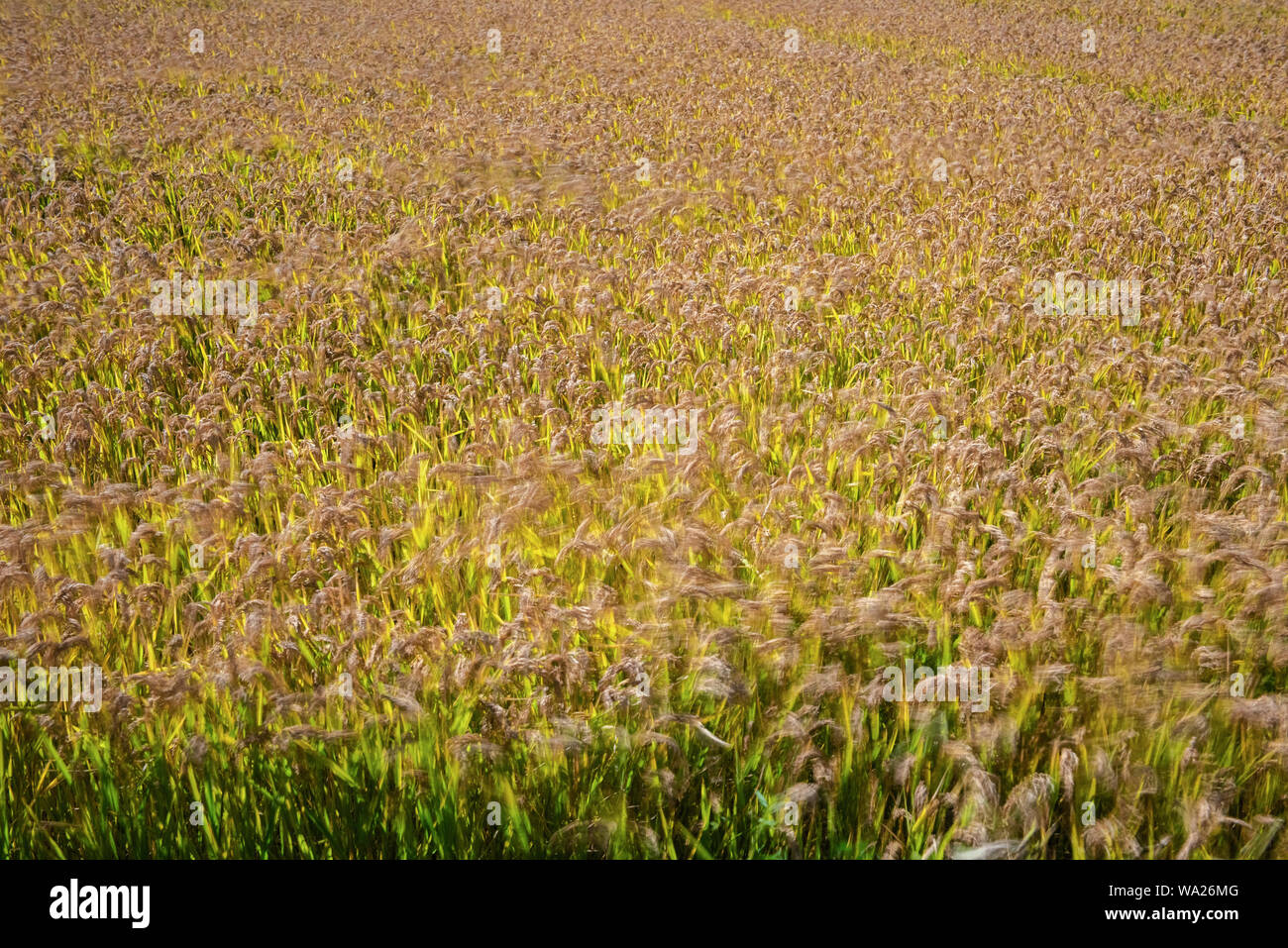 Rice paddy flowers hi-res stock photography and images - Alamy