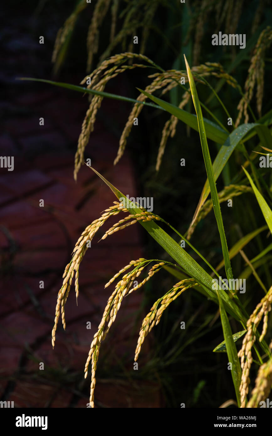 Spikes of rice hi-res stock photography and images - Alamy