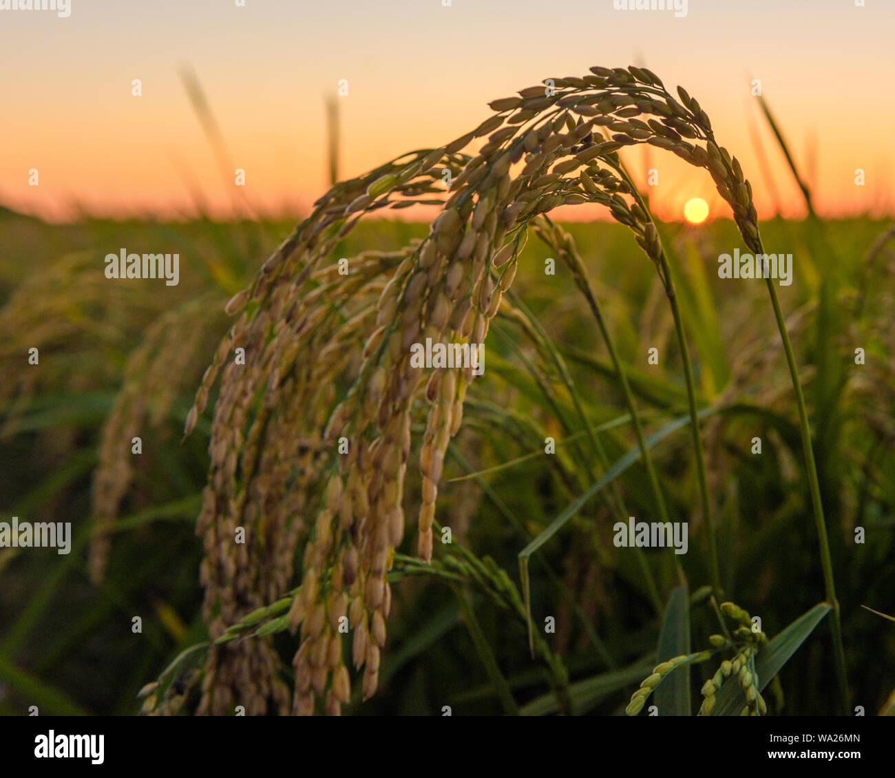 Spikes of rice hi-res stock photography and images - Alamy