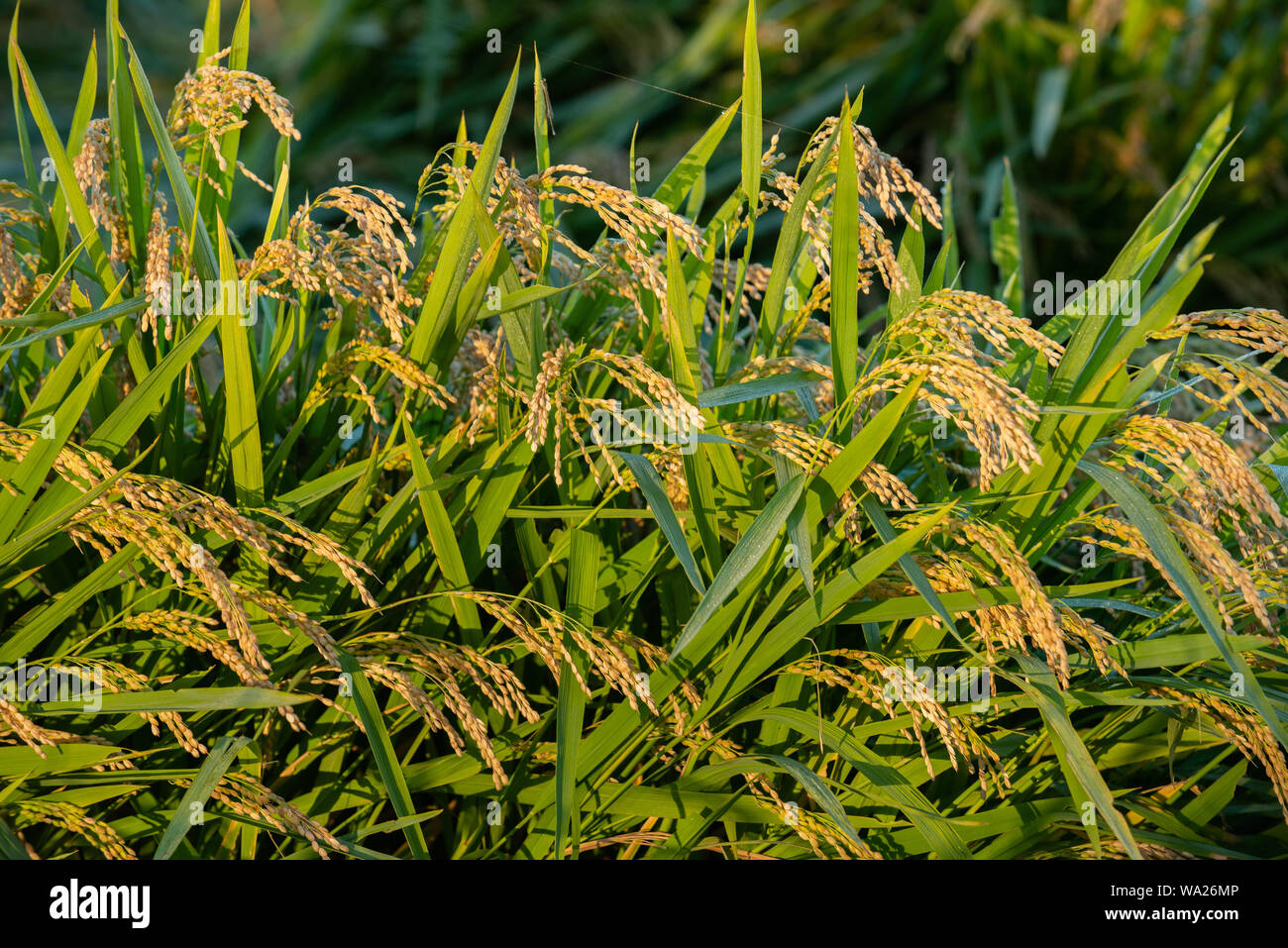Quality rice hi-res stock photography and images - Alamy