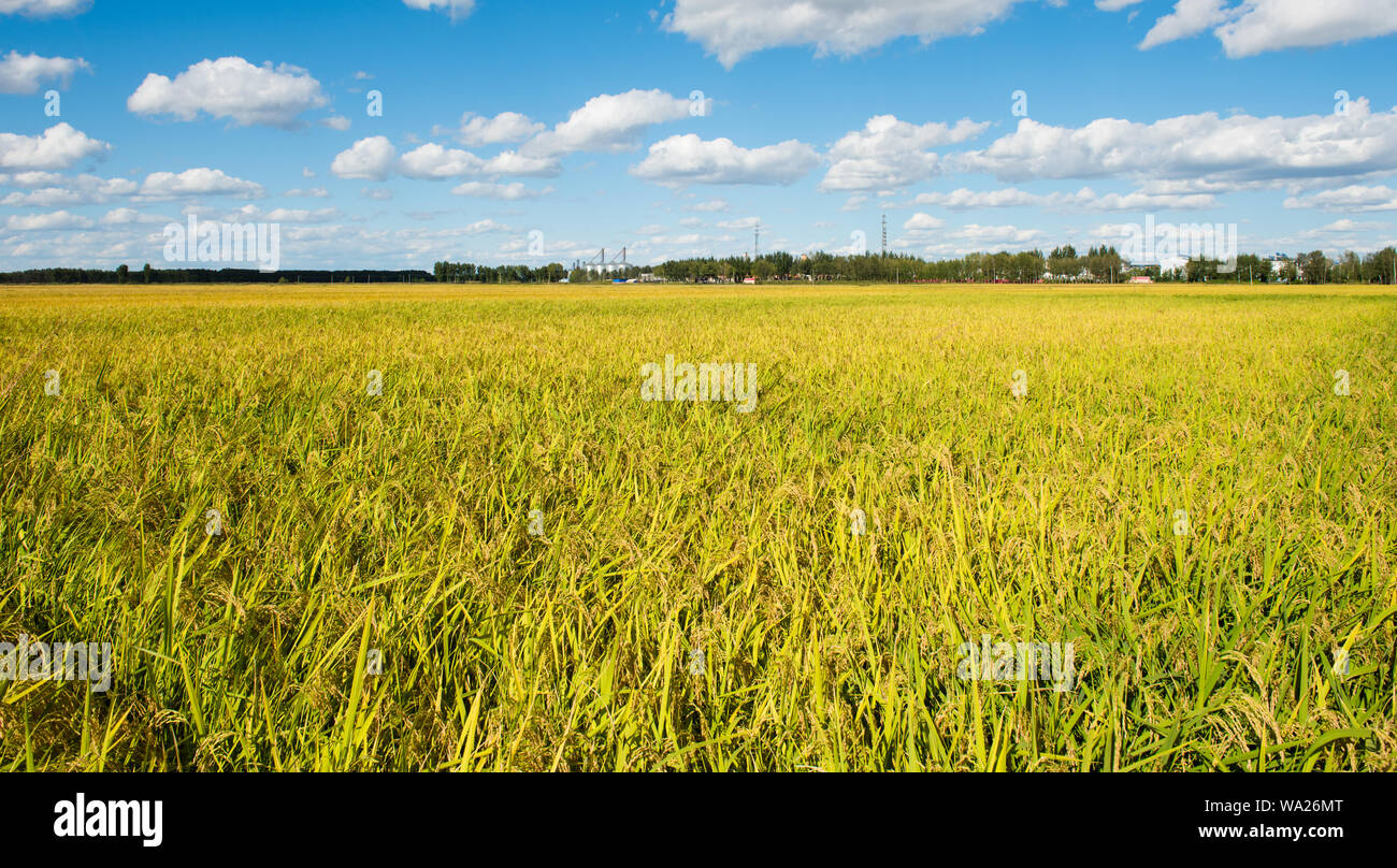 Ecological paddy rice fields hi-res stock photography and images - Alamy