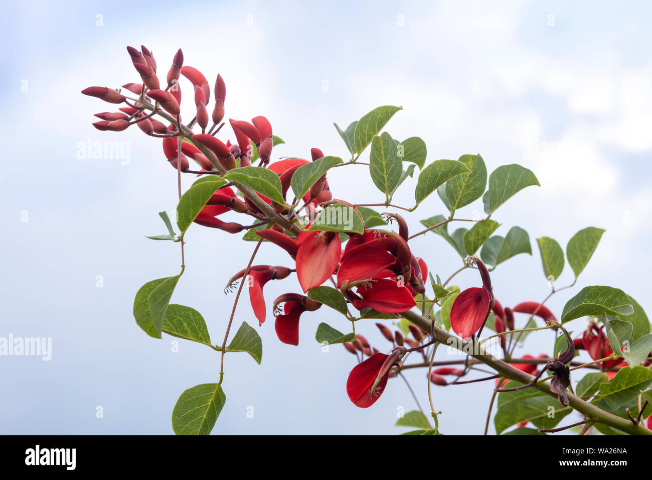 Waxy red flowers of a flowering tree Erythrina crista-galli, also known ...