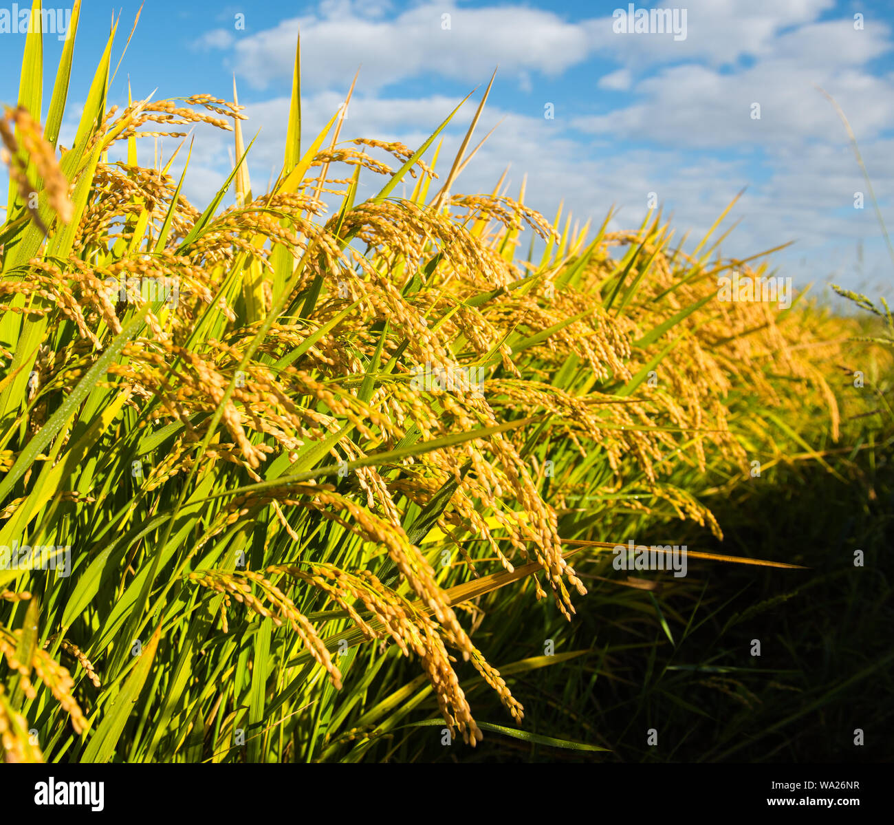 Rice scenery hi-res stock photography and images - Alamy